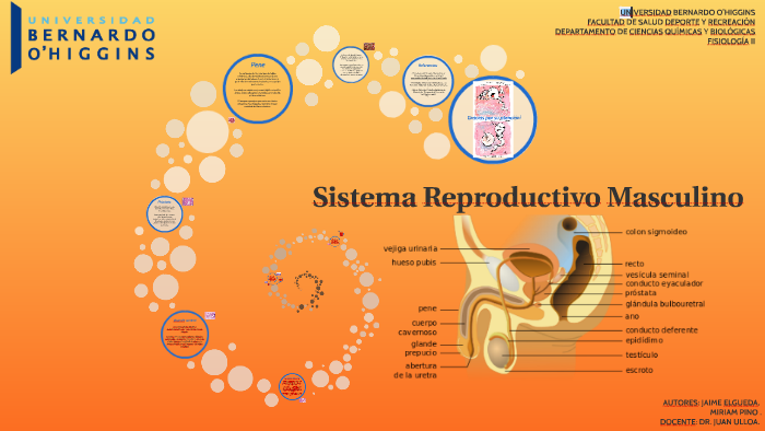 Gónadas Masculinas by Miriamcita Linda on Prezi