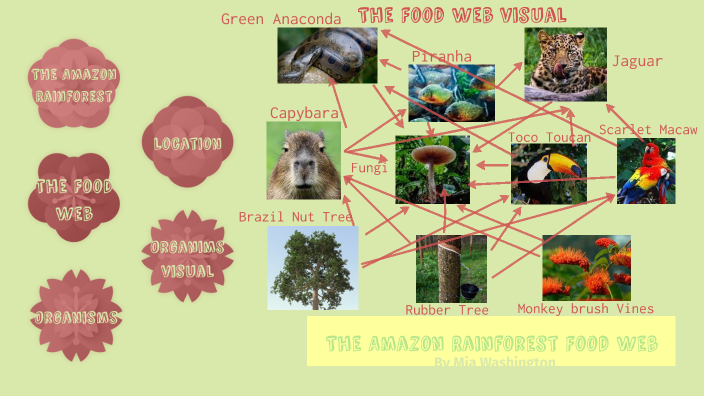 Mia.W. The Amazon Rainforest Food Web by Mia Washington on Prezi