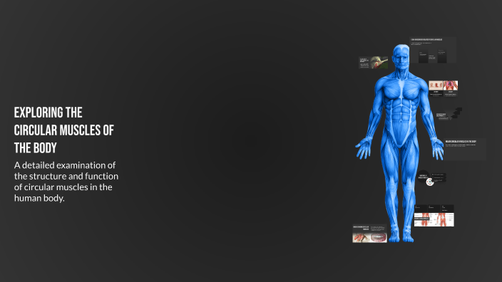 Exploring the Circular Muscles of the Body by Kelsey Rytina on Prezi
