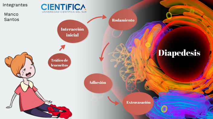 DIAPEDESIS by anita santos valenzuela on Prezi