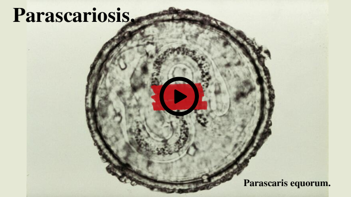 PARASCARIOSIS. by Aline Del Solar on Prezi