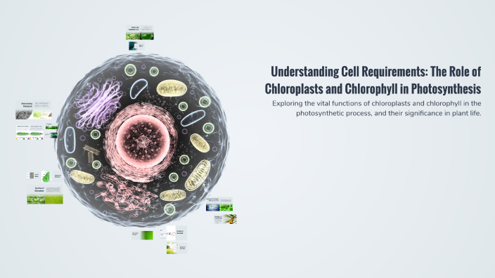 Understanding Cell Requirements: The Role of Chloroplasts and ...