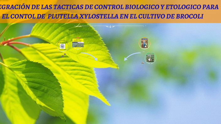INTEGRACIÓN DEL CONTROL BIOLOGICO Y ETOLOGICO by ixen ixen on Prezi