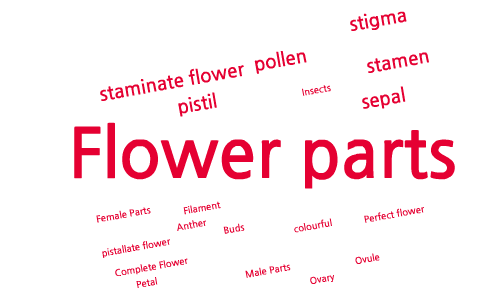 flower concept map by Casey Towle on Prezi