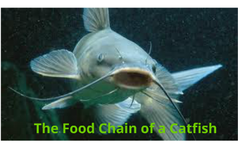Catfish Food Chain by Jessica Buller on Prezi