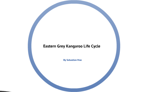 Eastern Grey Kangaroo Life Cycle by Sebastian Max on Prezi