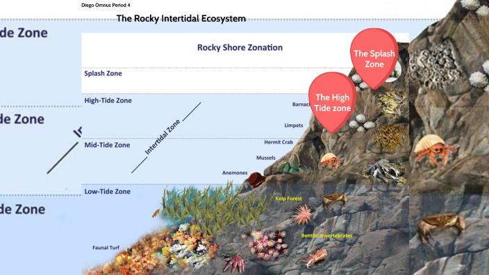 The Rocky Intertidal Ecosystem-Diego Omnus by Diego Omnus on Prezi
