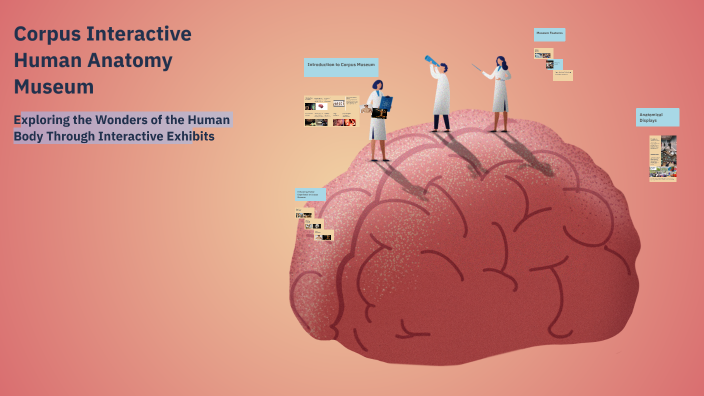 Corpus Interactive Human Anatomy Museum by sara kim on Prezi