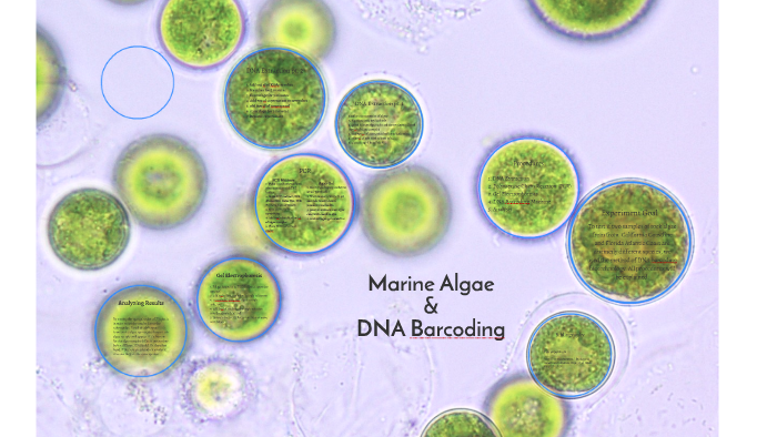 Marine Algae DNA Barcoding by Noelle Suh on Prezi