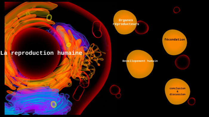 La reproduction humaine by on Prezi