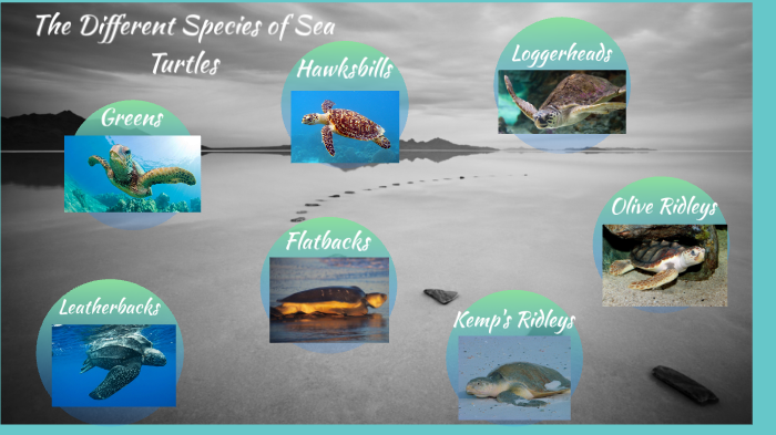 The Seven Species of Sea Turtles by Abbie Gilmour on Prezi