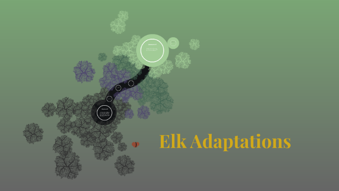 Elk Adaptations by A Stubblefield on Prezi