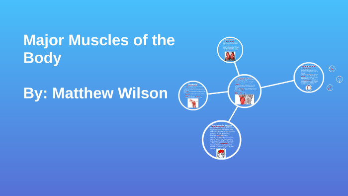 Major Muscles of the Body by Matthew Wilson