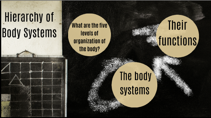 Hierarchy of Body Systems by Alec DeBenedetti on Prezi