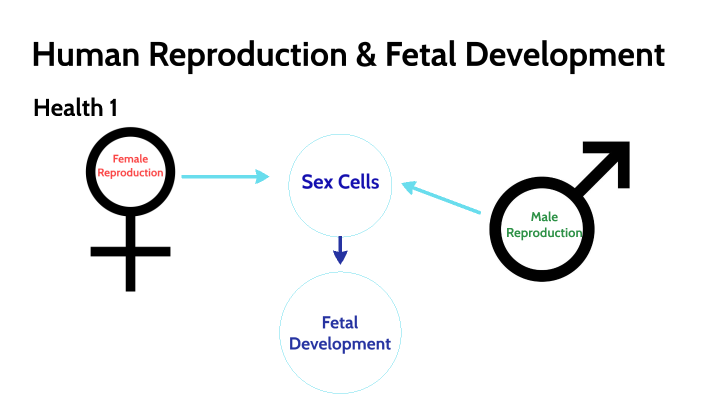 Human Reproduction and Fetal Development by Adah Gillon on Prezi
