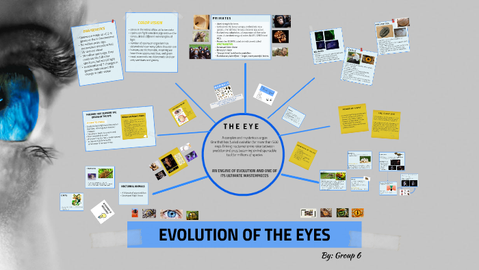 Evolution of the Eyes by on Prezi