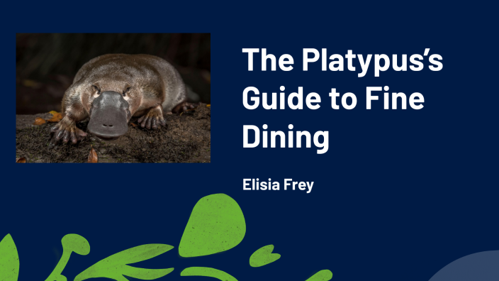 Platypus Foraging - Animal Behavior by Elisia Frey on Prezi