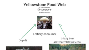 Yellowstone Food Web by Mitchell Yerkes on Prezi Design