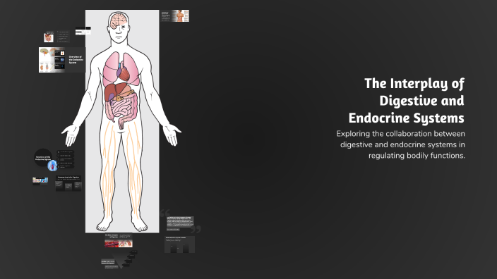 The Interplay of Digestive and Endocrine Systems by Finley McGregory on ...