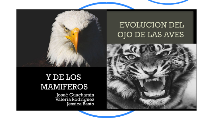 tipos de ojos en las aves by valeria rodriguez on Prezi