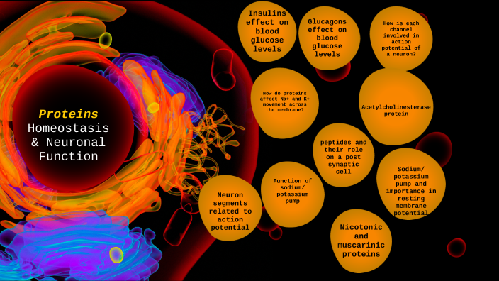 Protein: Homeostasis by Olivia Moore on Prezi