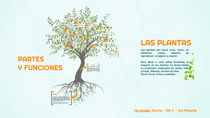 Las Plantas. Partes y Funciones by on Prezi