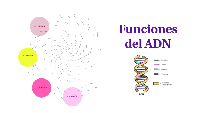 Funciones del ADN: Además de su función más evidente, la de proveer la ...