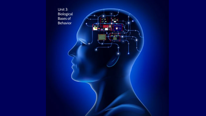 2023 Unit 3a: Biological Bases of Behavior by Andrea Wilson on Prezi