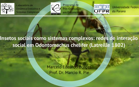 Insetos sociais como sistemas complexos by Marcelo Borges