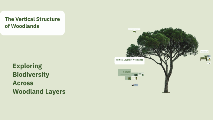 The Vertical Structure of Woodlands by Kate Carrington on Prezi