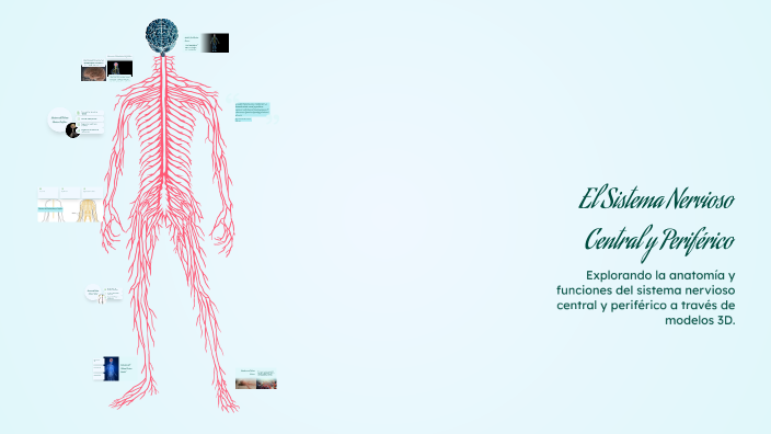 El Sistema Nervioso Central y Periférico by Matilde Angulo on Prezi