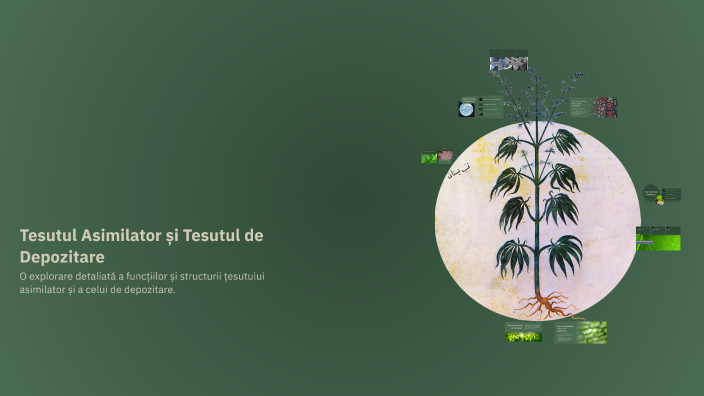 Tesutul Asimilator și Tesutul de Depozitare by Ioana Nicoleta on Prezi