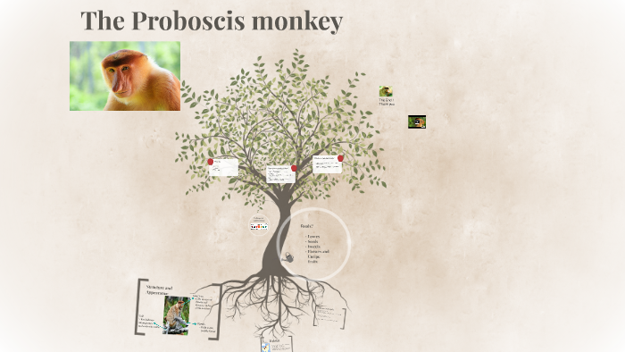 The Proboscis Monkey by Jayden Yap on Prezi
