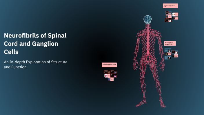 Neurofibrils of Spinal Cord and Ganglion Cells by Ram Deviler on Prezi
