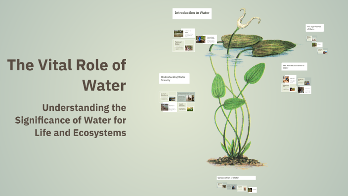 The Vital Role of Water by patel krishiv on Prezi