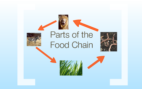 Parts of the Food Chain by caity van fossen on Prezi