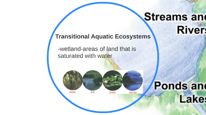 Transitional Aquatic Ecosystems by Miatu Kormah on Prezi