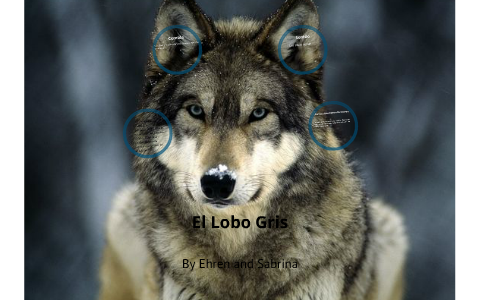 Infografia de lobo by Sabrina Price on Prezi