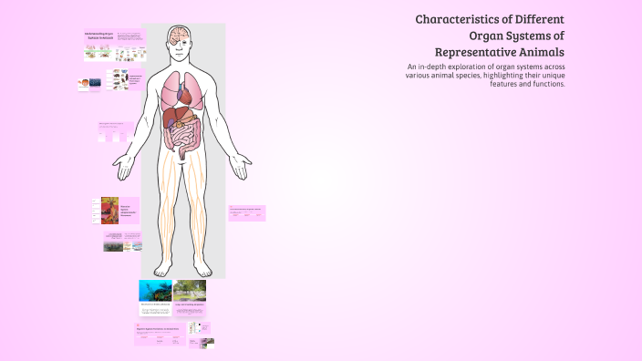 Characteristics of Different Organ Systems of Representative Animals by ...