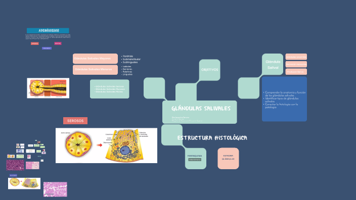 CLASE GLÁNDULAS SALIVALES by Jacqueline Terrones Martínez on Prezi