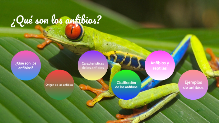 ¿Qué son los anfibios? by keyly barahona