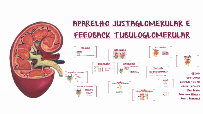 APARELHO JUSTAGLOMERULAR E by Kim Brum on Prezi