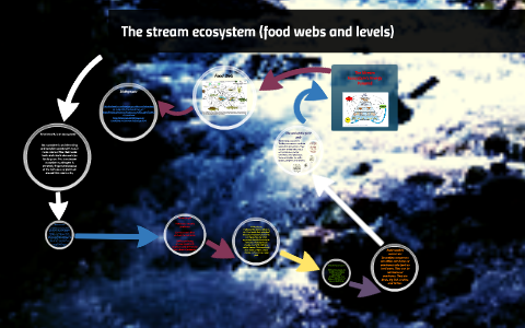 THE STREAM ECOSYSTEM (FOOD WEBS AND LEVELS) by shell city on Prezi