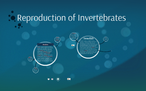Reproduction of Invertebrates by Nicholas Kong on Prezi