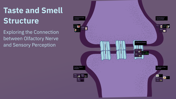 Taste and Smell Structure by Hana M on Prezi