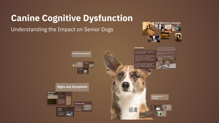 Canine Cognitive Dysfunction by K458 Lucca on Prezi