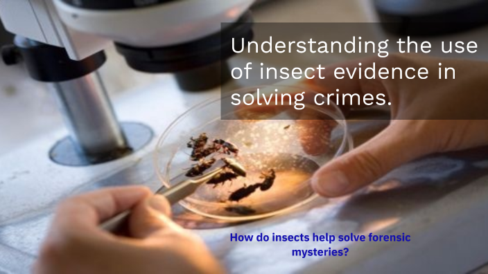 Insects and Forensic Science by Carolyn Johnson on Prezi