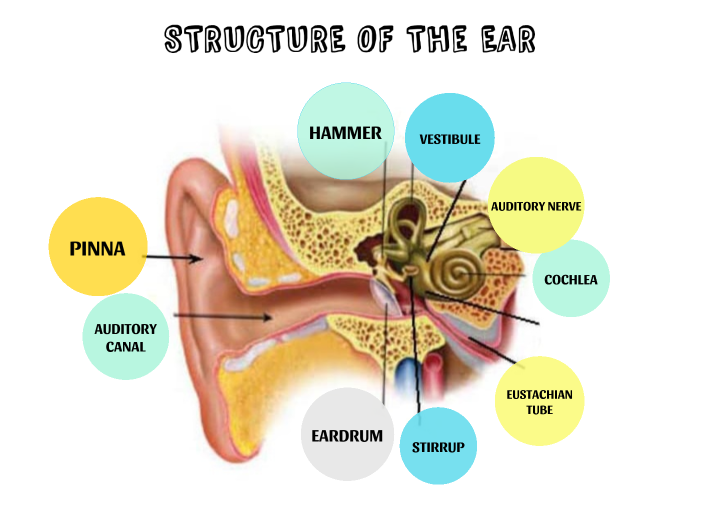 Structure of the Ear by Ayesha R on Prezi