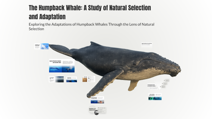 The Humpback Whale: A Study of Natural Selection and Adaptation by ...