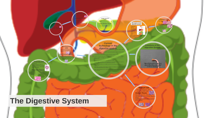 The Digestive System by Patrick Tan on Prezi
